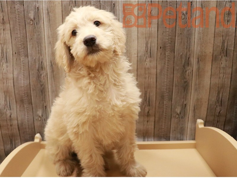 Mini Goldendoodle 2nd Gen-DOG-Female-Chocolate-3571249-Petland Racine, WI