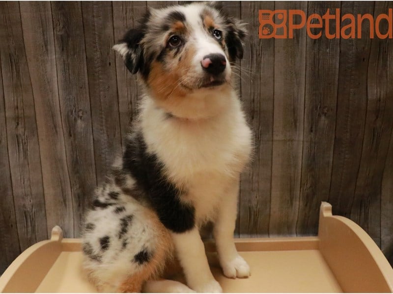 Miniature American Shepherd-DOG-Male-Blue Merle-3696569-Petland Racine, WI