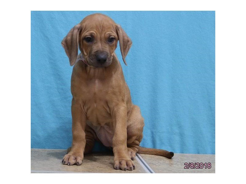 Rhodesian Ridgeback Puppies - Breed Info - Petland Racine, Wisconsin