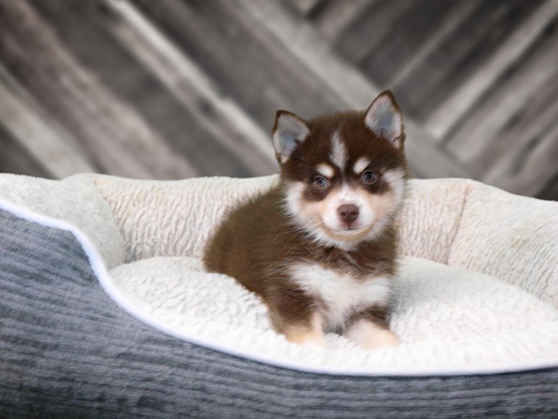 Pomsky-DOG-Female-Chocolate-2140364-Petland Racine, WI