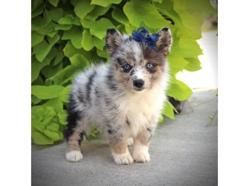 Pomsky Puppy Blue Merle ID:21908 Located at Petland Racine, Wisconsin