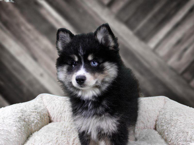 View Pomsky Puppy Photos – Petland Racine, Wisconsin