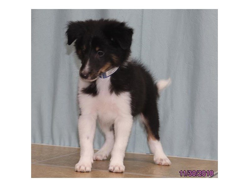 Shetland Sheepdog Puppy Tri-Colored ID:22369 Located at Petland Racine ...