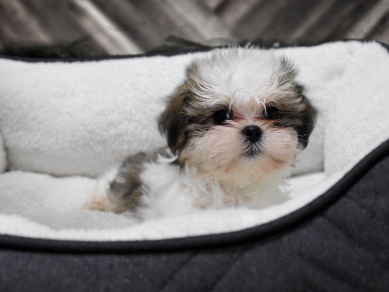 Malshi Puppies - Breed Info - Petland Racine, Wisconsin