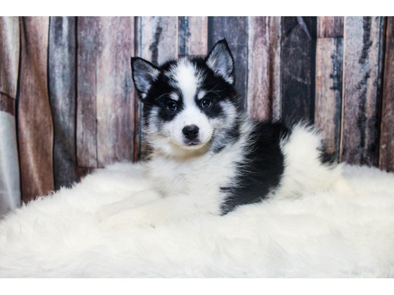 Pomsky Puppy White / Black ID:14604 Located at Petland Racine, Wisconsin