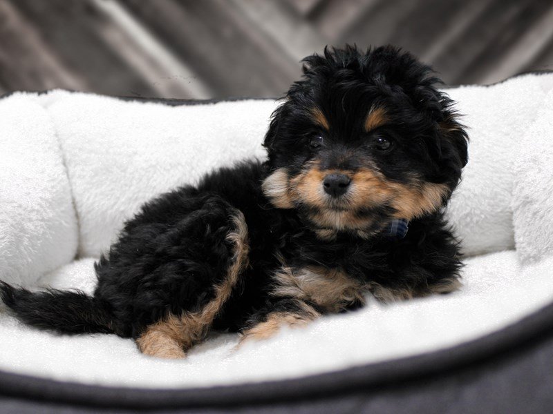 Pomapoo Puppy Black ID:22775 Located at Petland Racine, Wisconsin