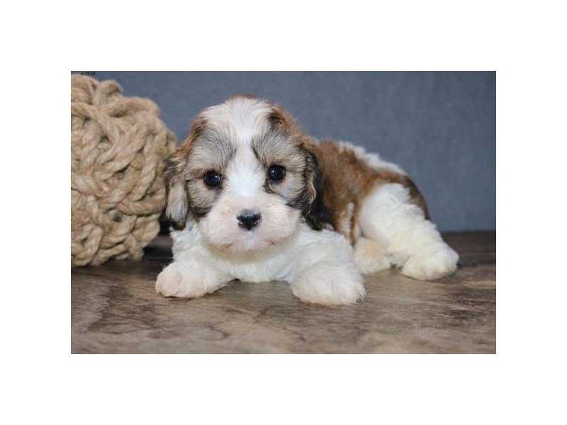 Cavachon Puppy Sable / White ID:14891 Located at Petland Racine, Wisconsin