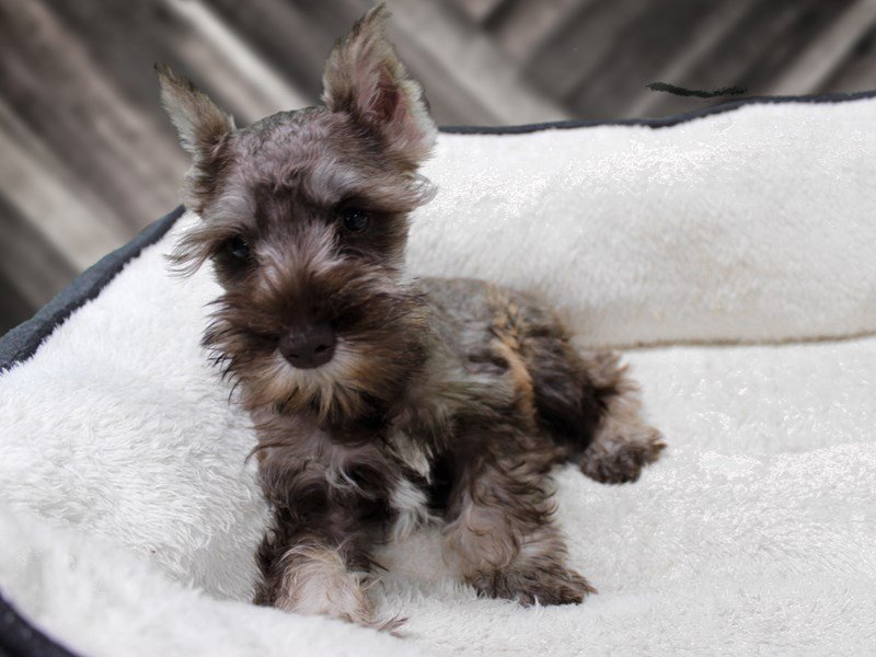Miniature Schnauzer-DOG-Male-Sable-2409835-Petland Racine, WI