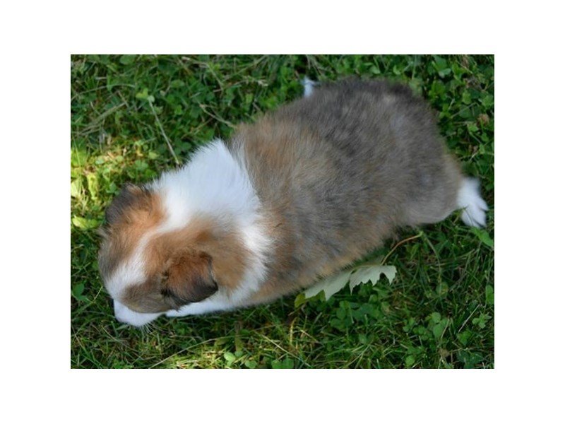 Shetland Sheepdog Puppy Sable / White ID:23284 Located at Petland ...