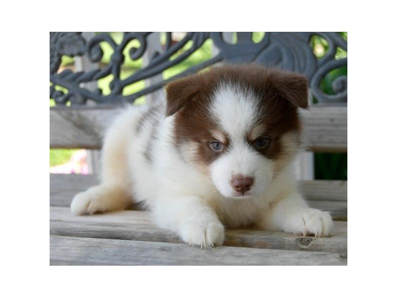 Pomsky-DOG-Male-Chocolate / White-2439711-Petland Racine, WI