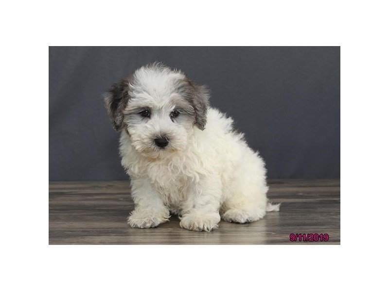 Schnoodle-DOG-Female-Blue Merle-2458186-Petland Racine, WI