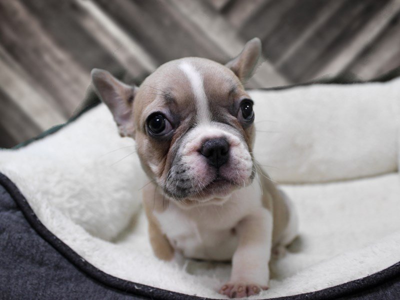 Blue Pied French Bulldog Puppies