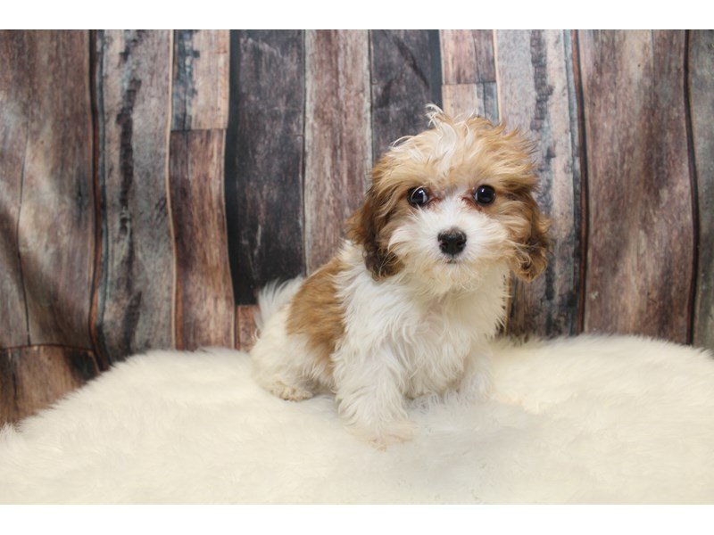 Sable Cavachon