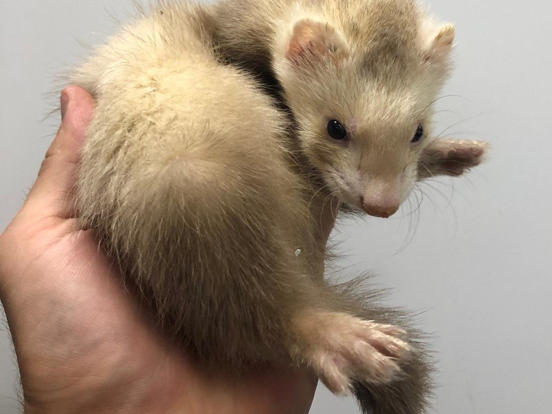 View Ferret Puppy Photos – Petland Racine, Wisconsin