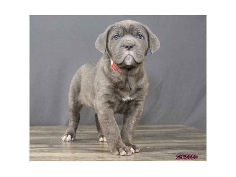 Cane Corso Puppy Blue ID:23900 Located at Petland Racine, Wisconsin