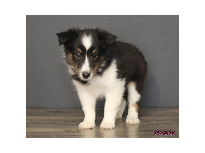 Shetland Sheepdog Puppy Tri-Colored ID:15485 Located at Petland Racine ...
