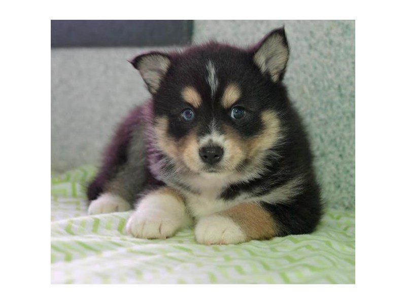 Pomsky-DOG-Male-Black / Tan-2687677-Petland Racine, WI