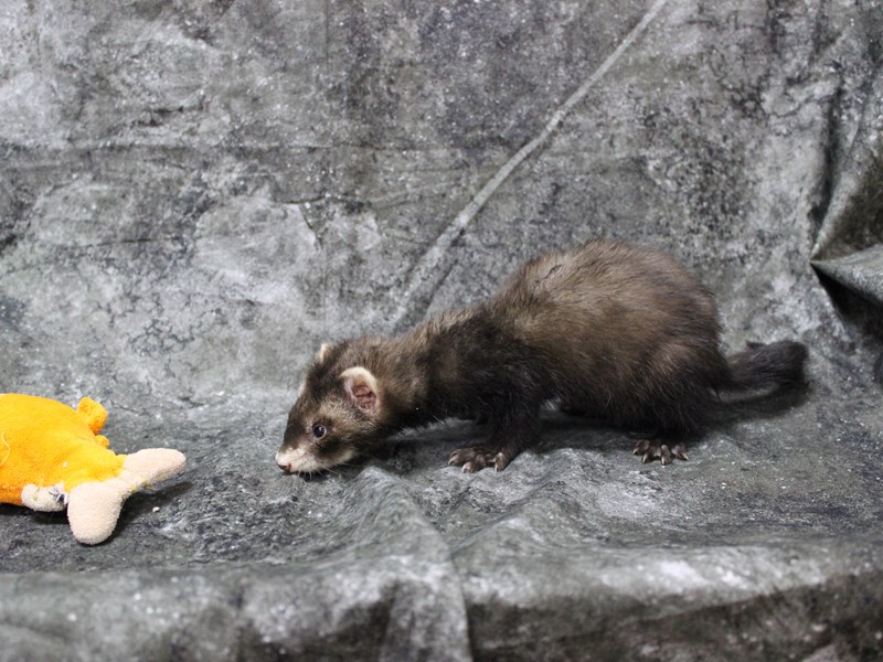 Ferret Small Animal ID:24769 Located at Petland Racine, Wisconsin