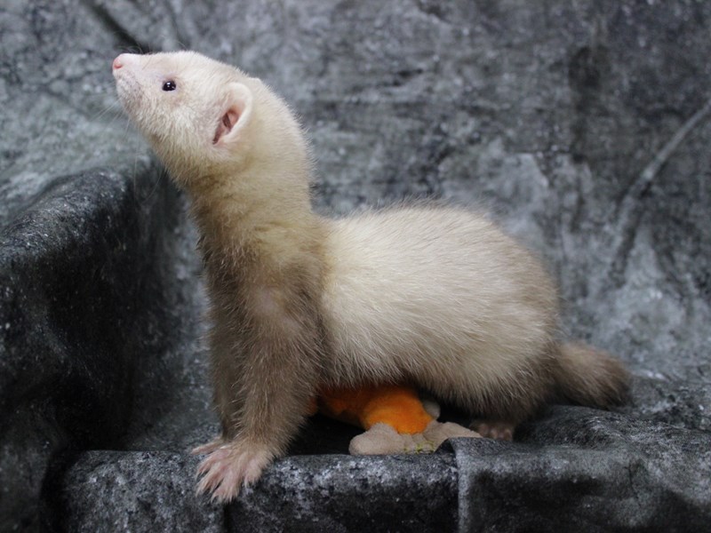 Ferret Small Animal ID:24770 Located at Petland Racine, Wisconsin