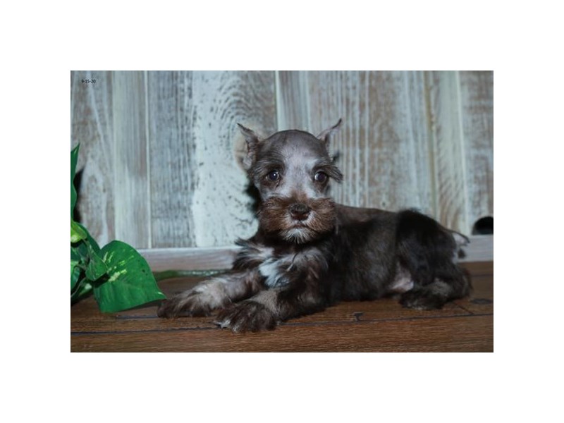 Miniature Schnauzer-DOG-Male-Sable-2854783-Petland Racine, WI