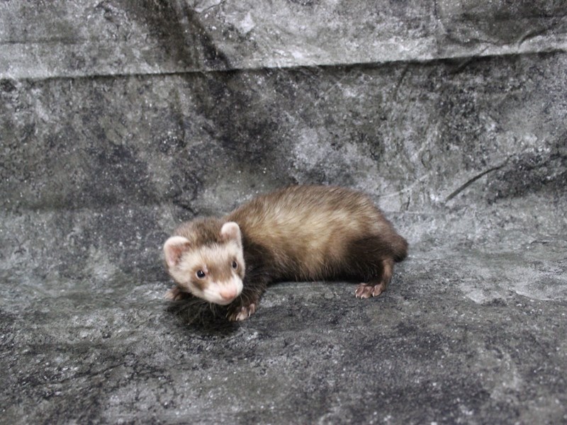 View Ferret Puppy Photos – Petland Racine, Wisconsin