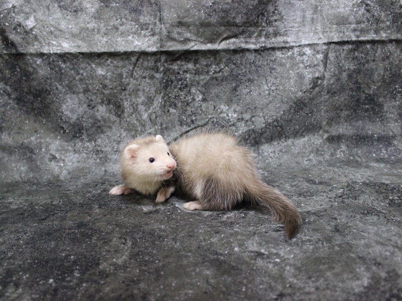 Ferret Small Animal ID:24898 Located at Petland Racine, Wisconsin