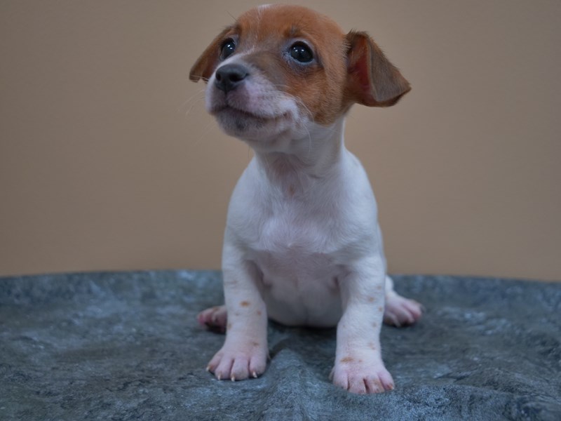 Jack Russell Terrier Puppy BROWN/WH ID:24994 Located at Petland Racine ...