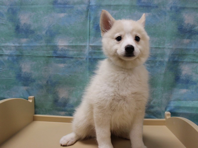 Pomsky-DOG-Male-Cream-2941727-Petland Racine, WI