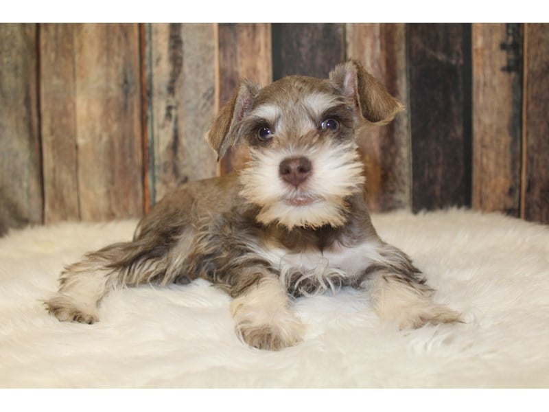 Miniature Schnauzer Puppy Dark Sable ID:16017 Located at Petland Racine ...