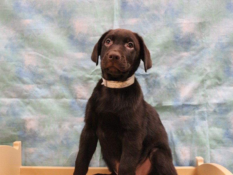Labrador Retriever Puppy Chocolate ID:25195 Located at Petland Racine ...