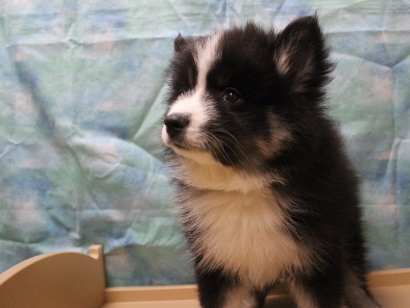 Pomsky Puppy Black / White ID:25376 Located at Petland Racine, Wisconsin