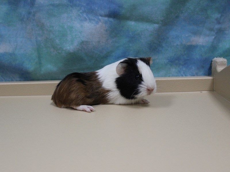 View American Guinea Pig Puppy Photos – Petland Racine, Wisconsin