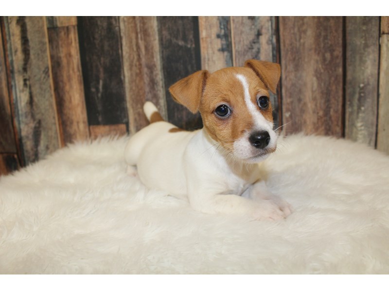 Jack Russell Terrier Puppy Brown/White ID:16195 Located at Petland ...