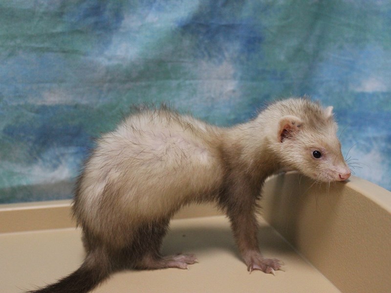 Ferret-FERRET-Female--3138933-Petland Racine, WI