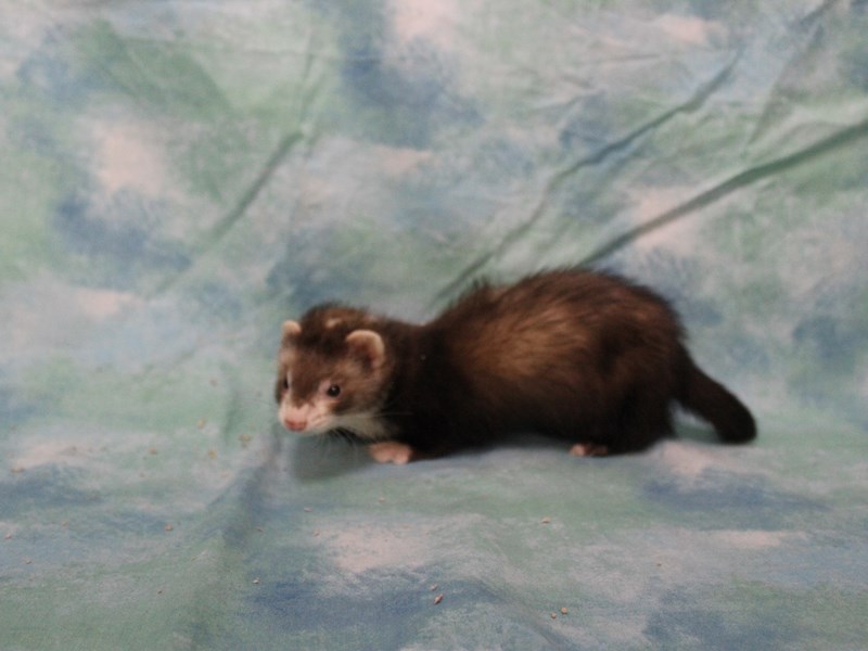 Ferret Small Animal ID:25678 Located at Petland Racine, Wisconsin