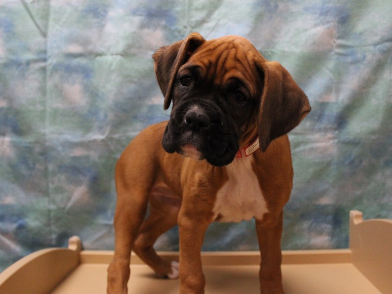 Boxer Puppy Fawn ID:25847 Located at Petland Racine, Wisconsin