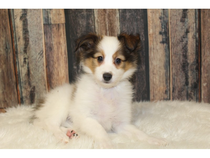Shetland Sheepdog Puppy Sable / White ID:16328 Located at Petland ...