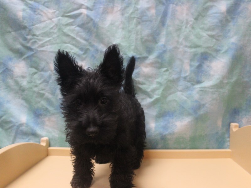 Scottish Terrier Puppies - Breed Info - Petland Racine, Wisconsin
