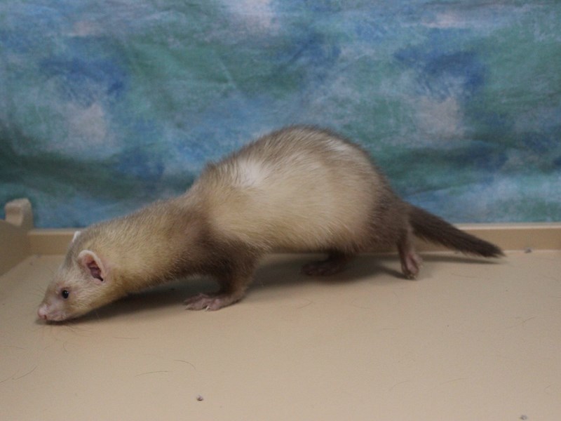View Ferret Puppy Photos – Petland Racine, Wisconsin