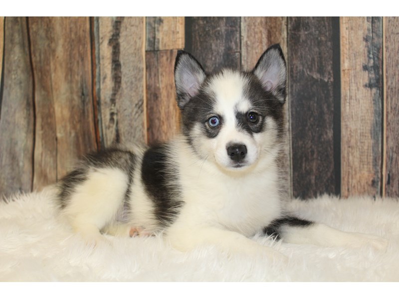 Pomsky Puppy Black / White ID:16548 Located at Petland Racine, Wisconsin