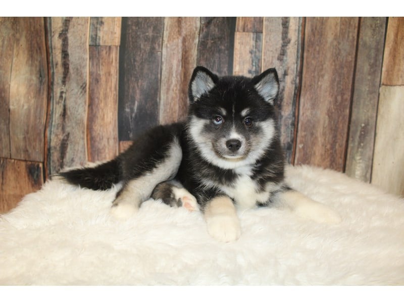 Pomsky Puppy Black / Tan ID:16628 Located at Petland Racine, Wisconsin