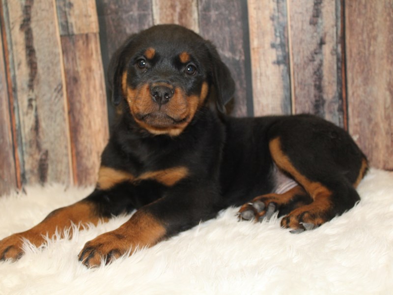 Rottweiler Puppies - Breed Info - Petland Racine, Wisconsin
