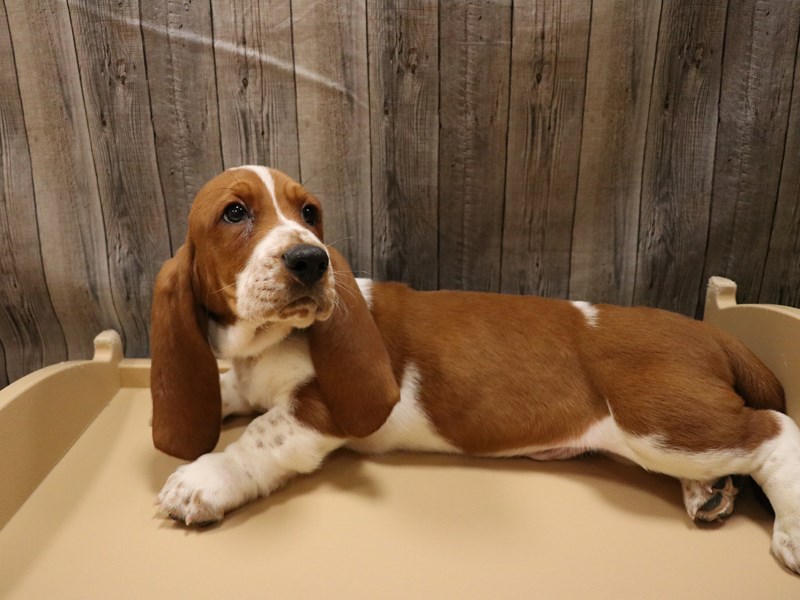 Basset Hound Puppy Red / White ID:26541 Located at Petland Racine ...
