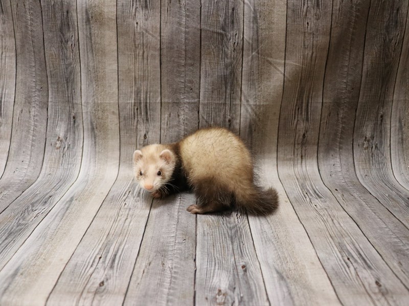 Ferret-FERRET-Female--3491656-Petland Racine, WI