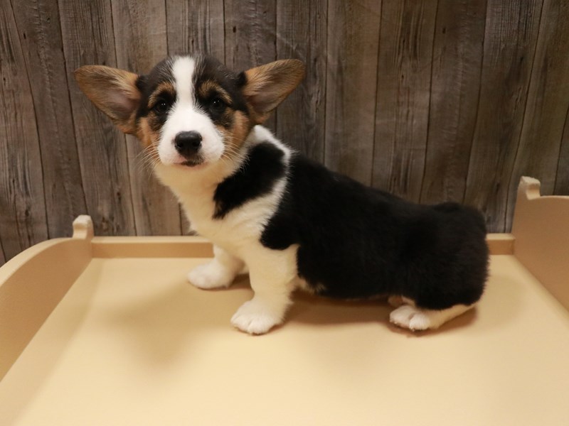 Pembroke Welsh Corgi Tri Color