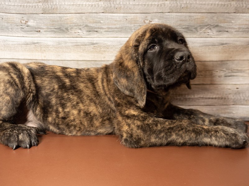 English Mastiff Puppy BRIND ID:26867 Located at Petland Racine, Wisconsin