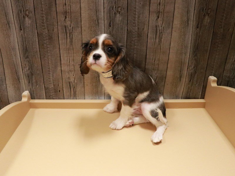 Cavalier King Charles Spaniel Puppy Blue Merle White / Tan ID:26951 ...
