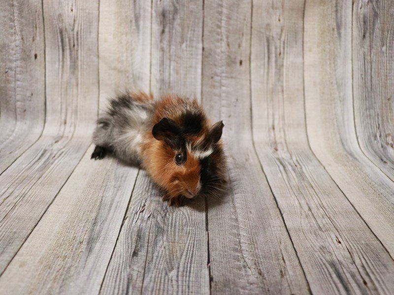 Abyssinian Guinea Pig Small Animal ID:27235 Located at Petland Racine ...