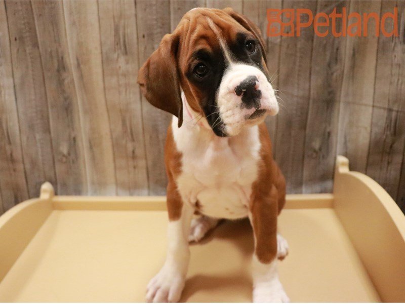 Boxer Puppy Mahogany ID:27263 Located at Petland Racine, Wisconsin