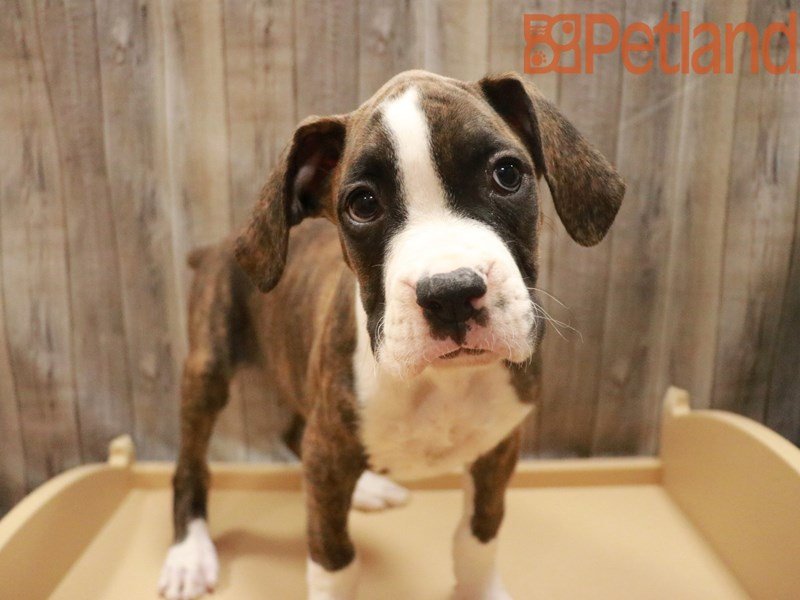 Boxer Puppy ID:27472 Located at Petland Racine, Wisconsin